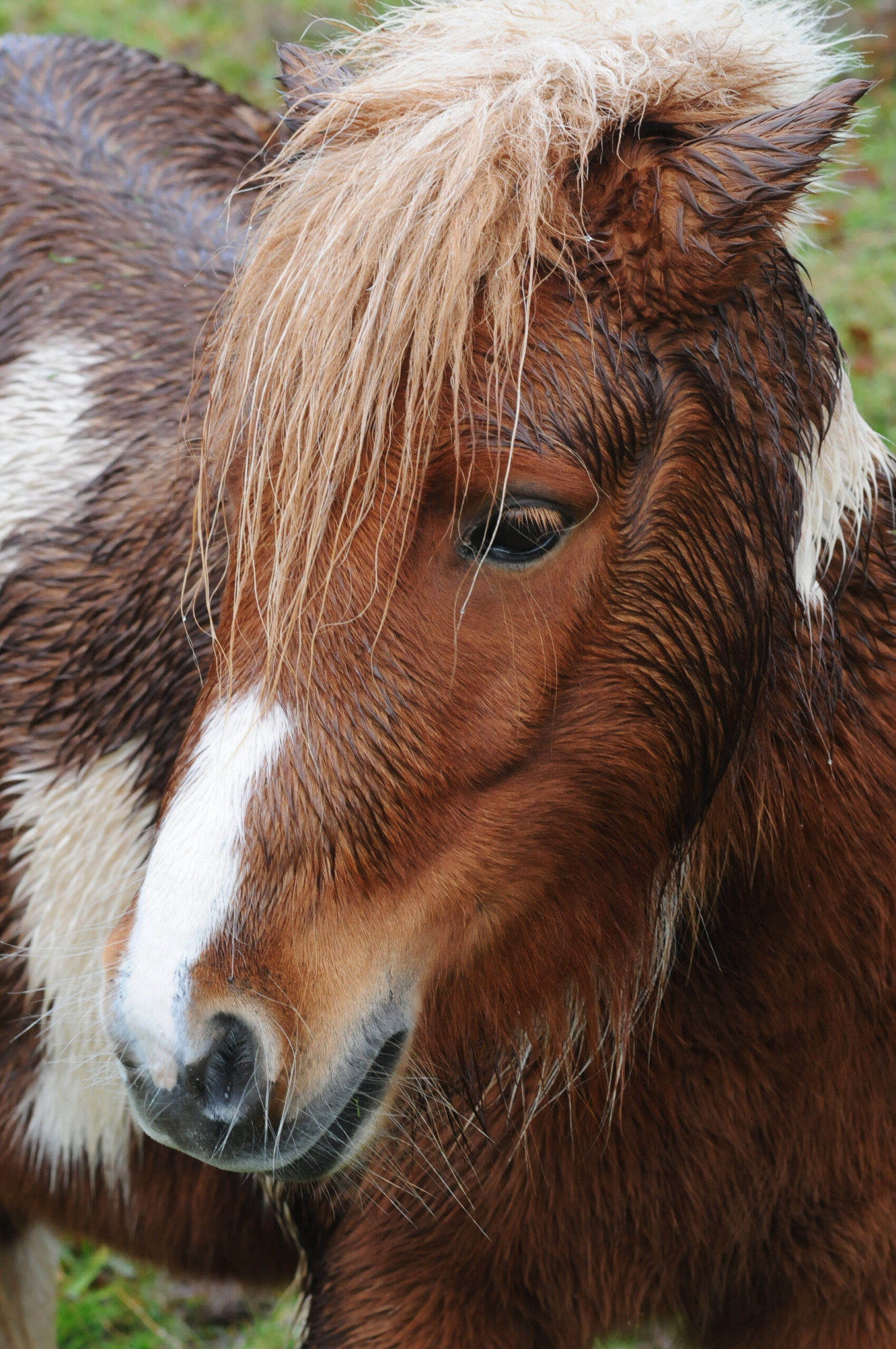 Bienvenue ! - Horse Tao Project